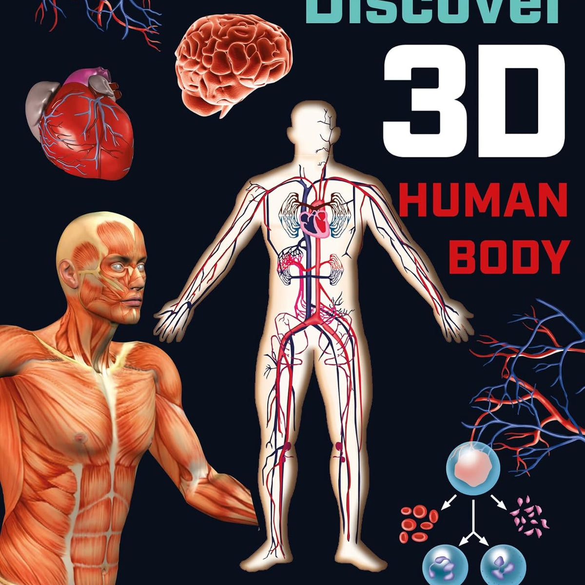 Discover the Human Body in 3D – Children’s Anatomy Book – Robert Frederick