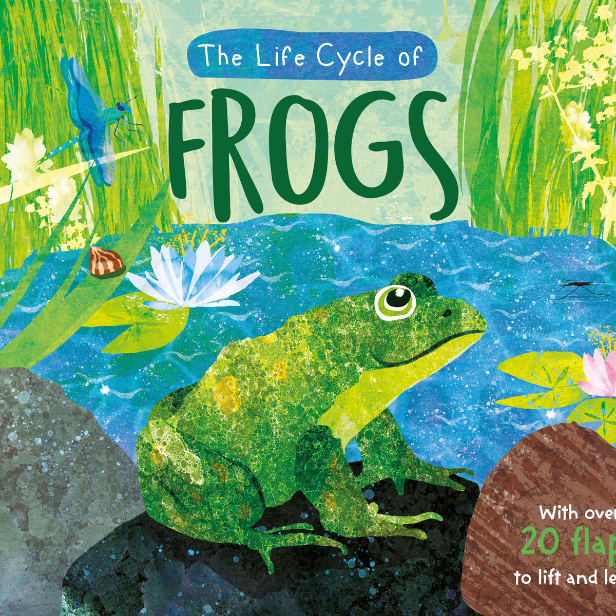 The Life Cycle of Frogs - Children’s Lift-the-Flap Book – Robert Frederick